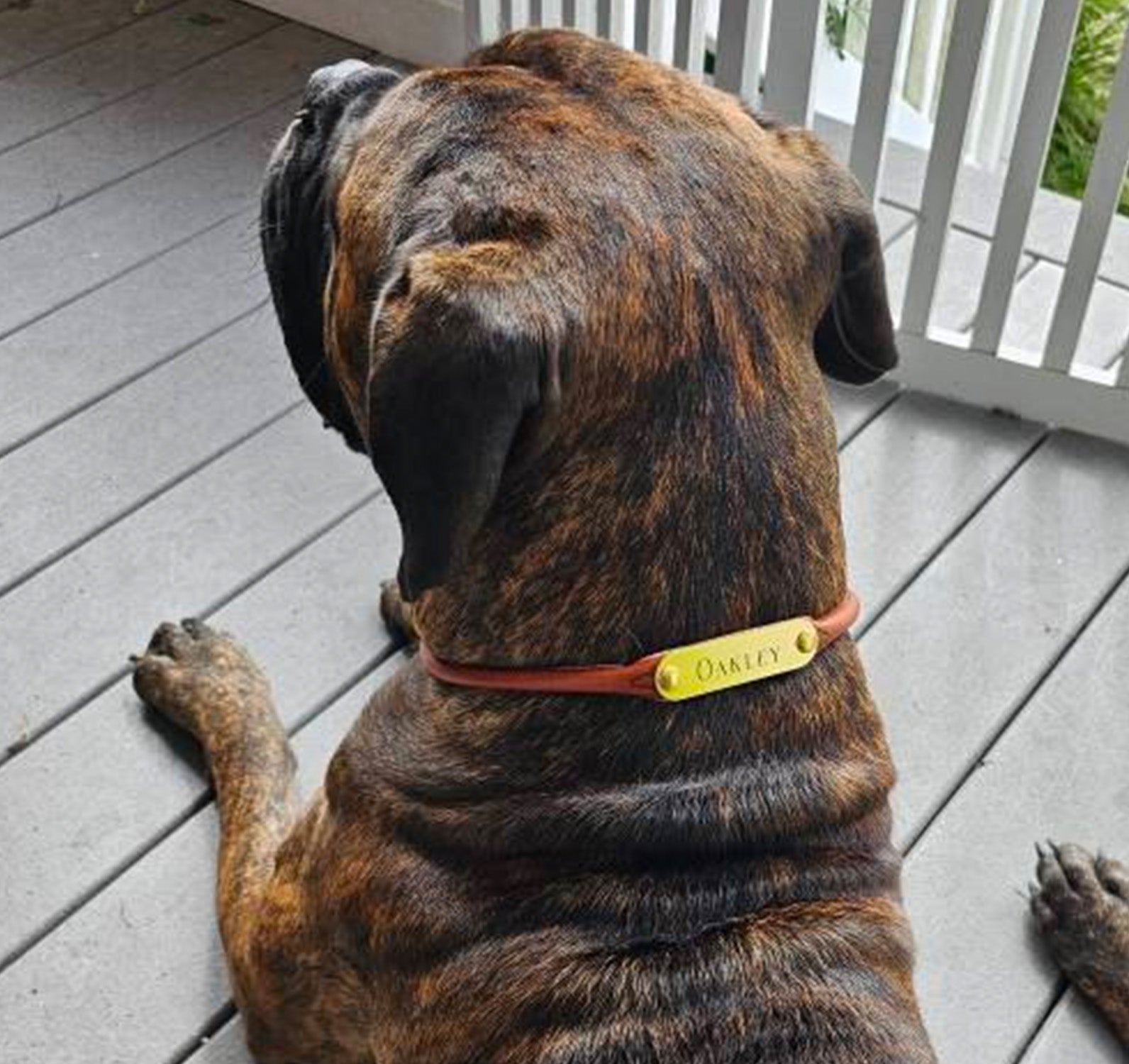Personalized Dog Collars – Mountain Tack