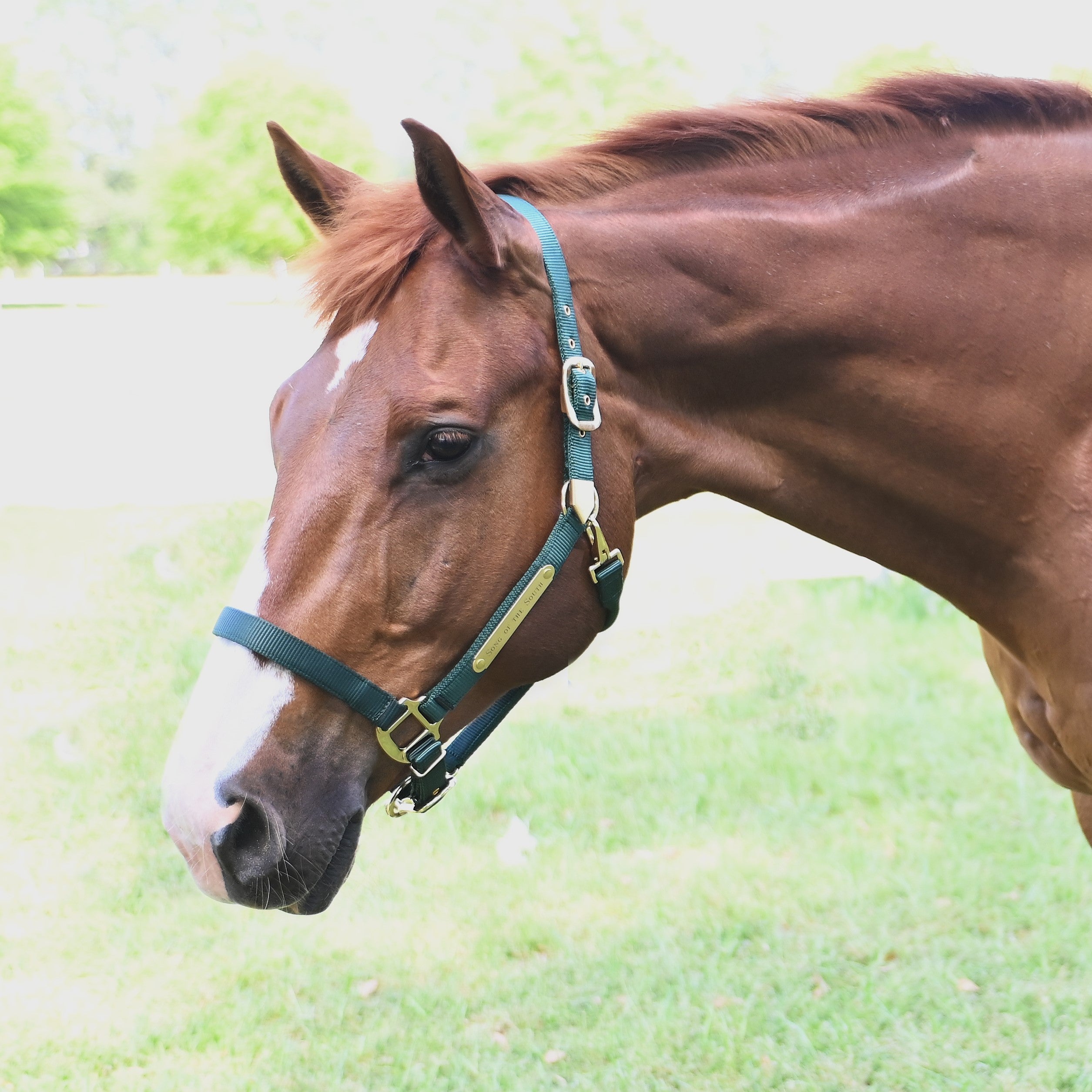 Premium Nylon Horse Halter with Throatlatch Snap with Two Brass Tags ...