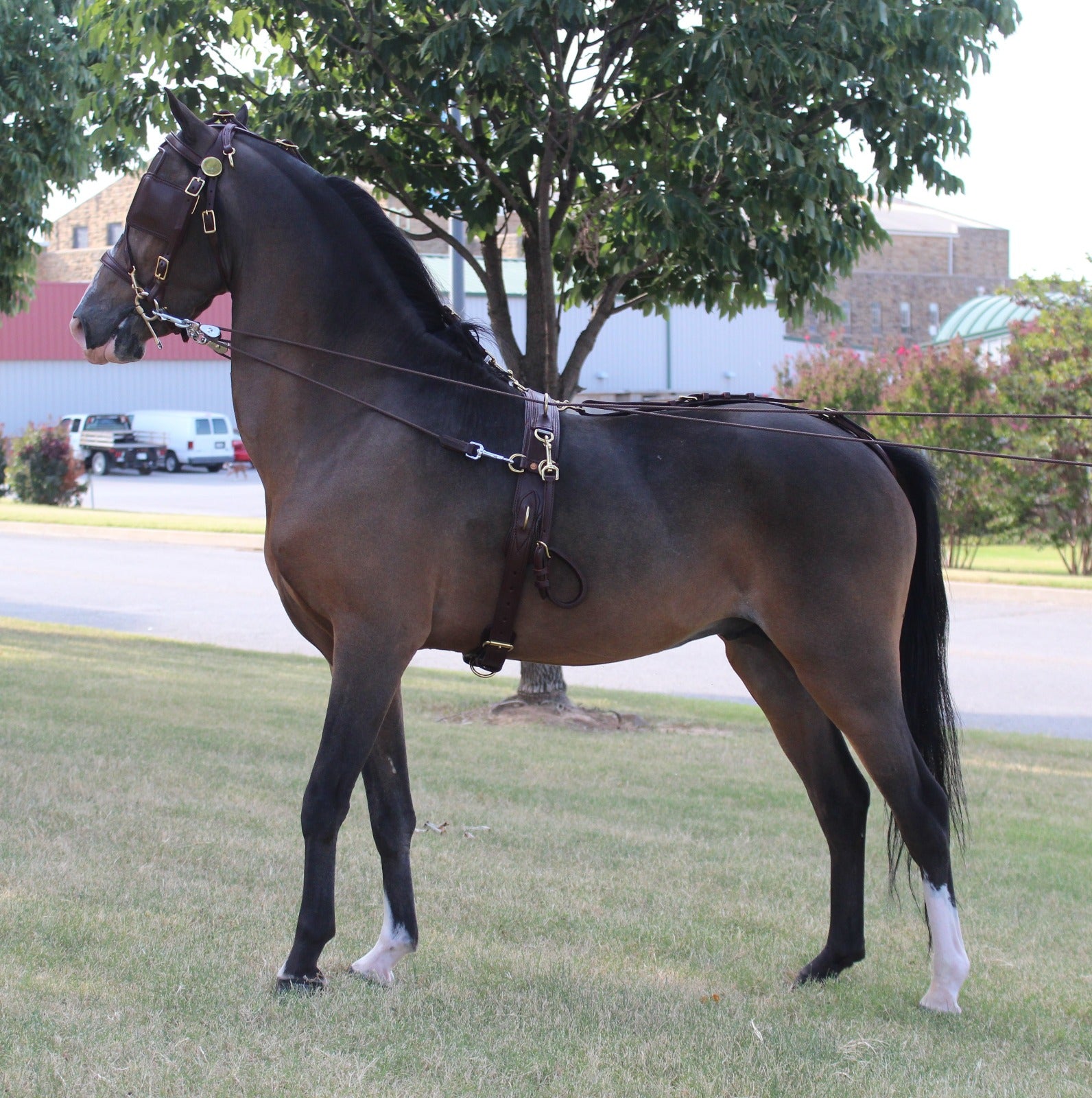 Bitting Breaking Training Harness (Mini thru Draft) by Mose Miller and ...