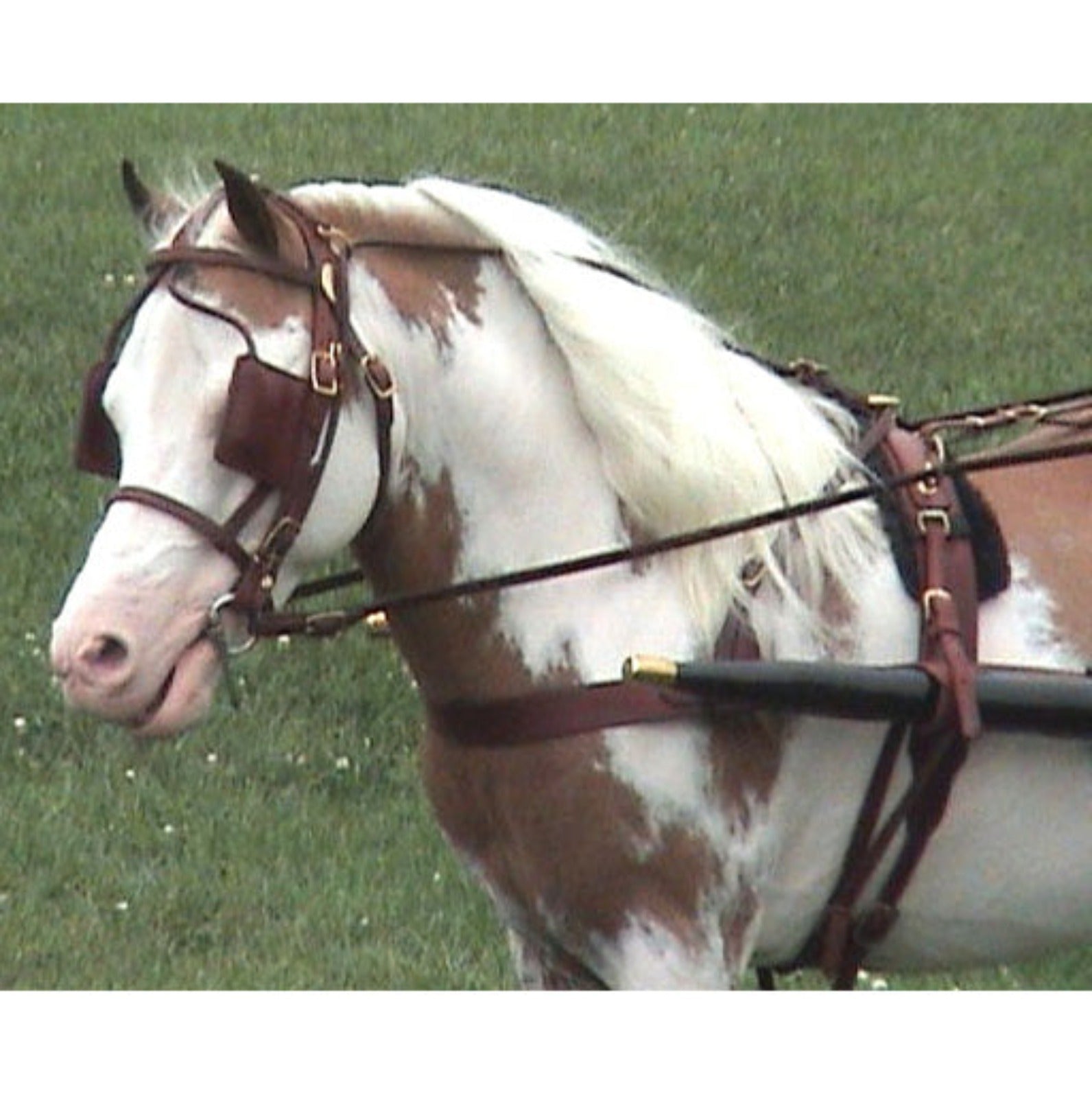 Russet Leather Pleasure Harness for Minis & Ponies by Mose Miller ...