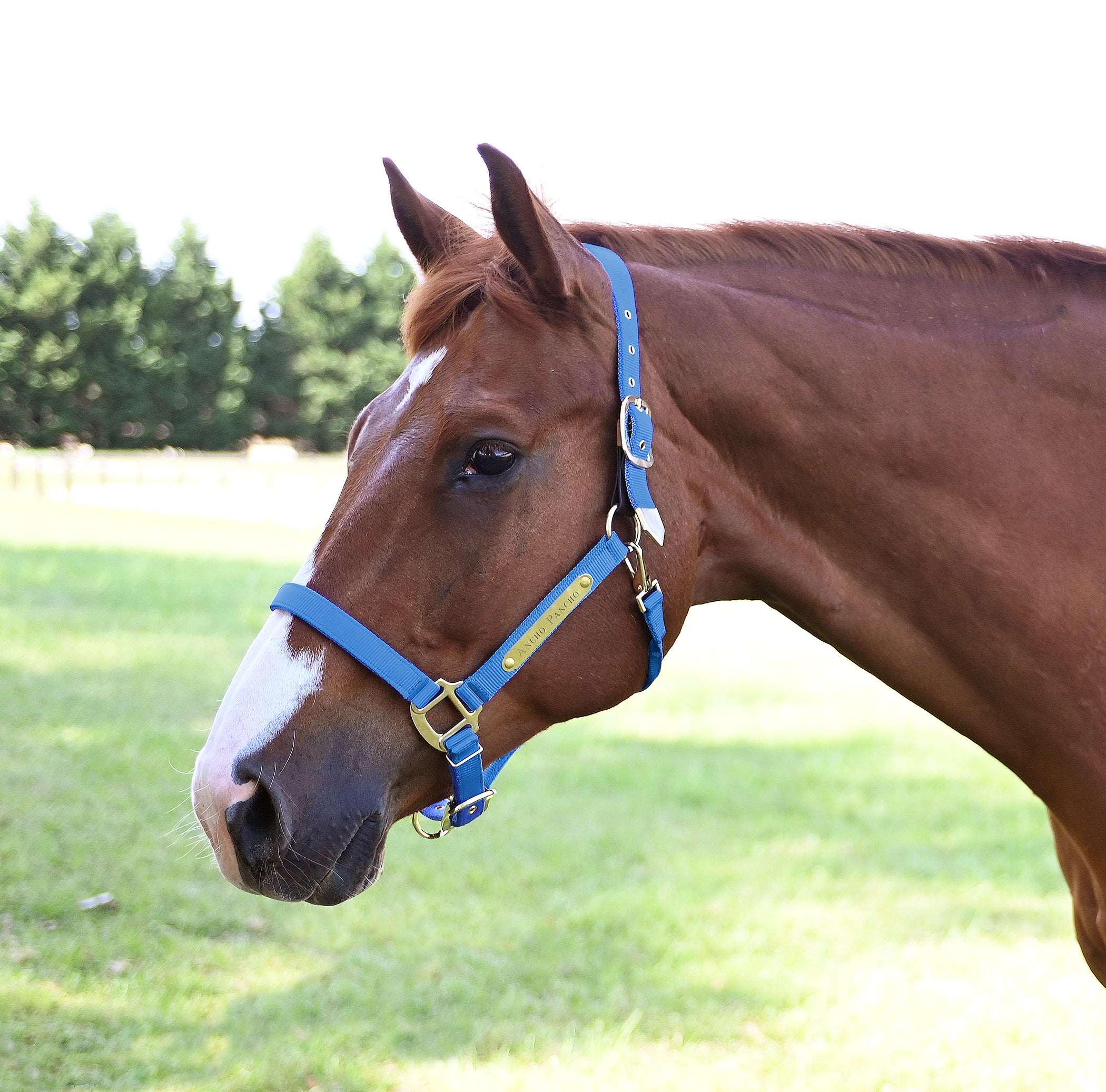 Premium Nylon Safety Horse Halter with Two Personalized Brass Tags ...