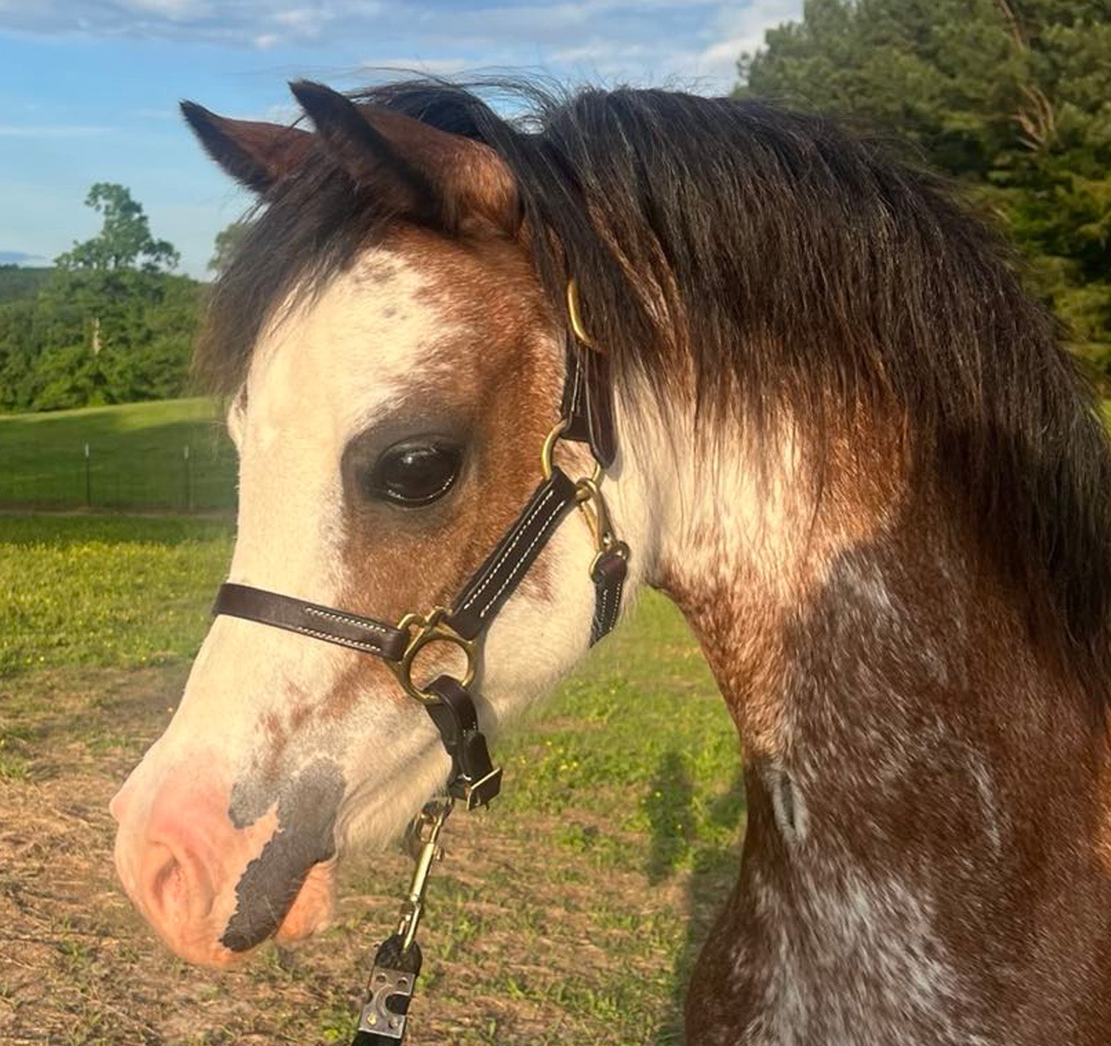 Economy Miniature Leather Halter – Mountain Tack