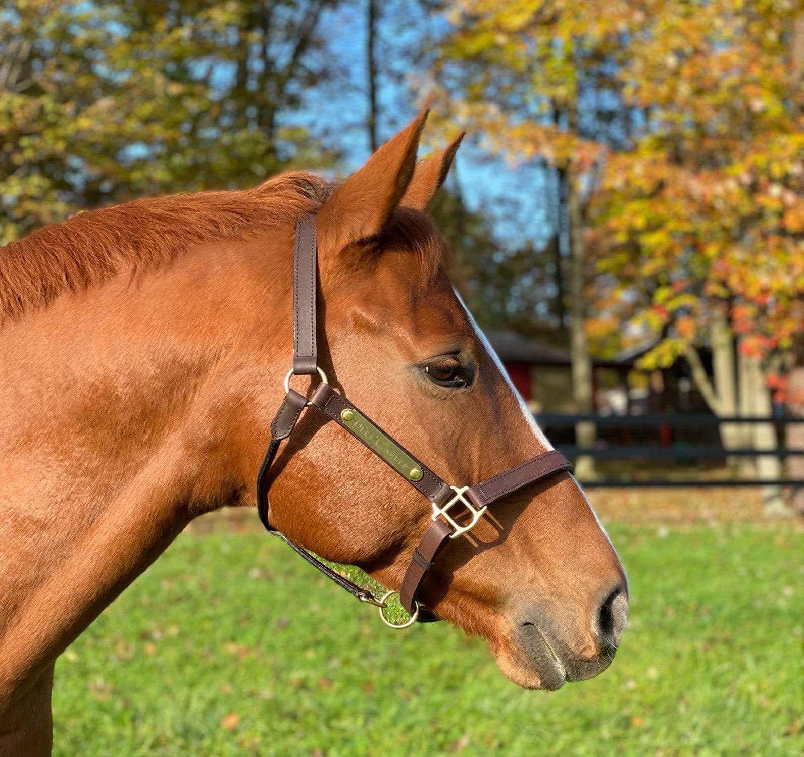 Personalized Economy Leather Halter with Two Brass Tags – Mountain Tack