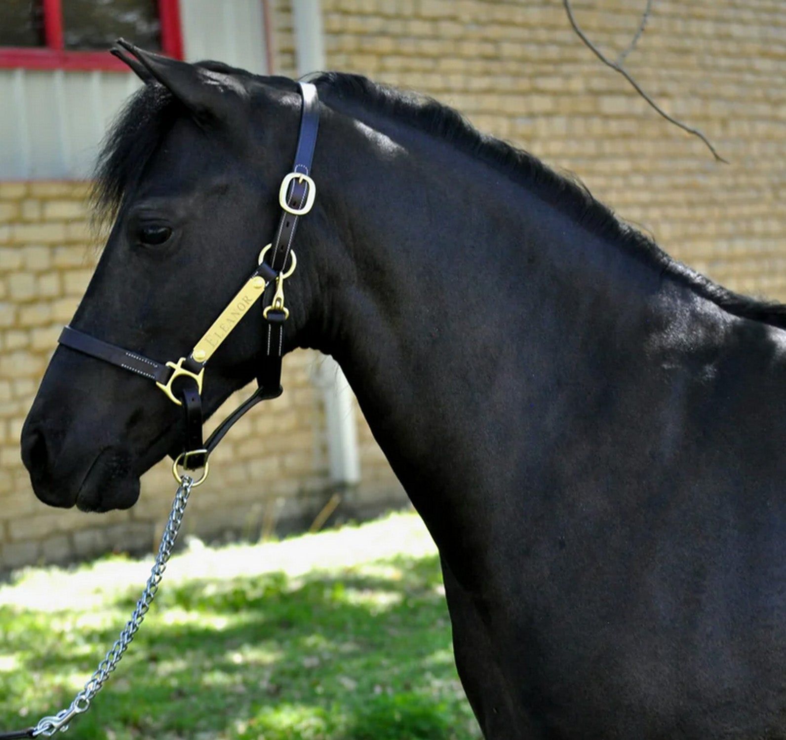 Personalized Economy Leather Halter with One Brass Tag – brasshalter