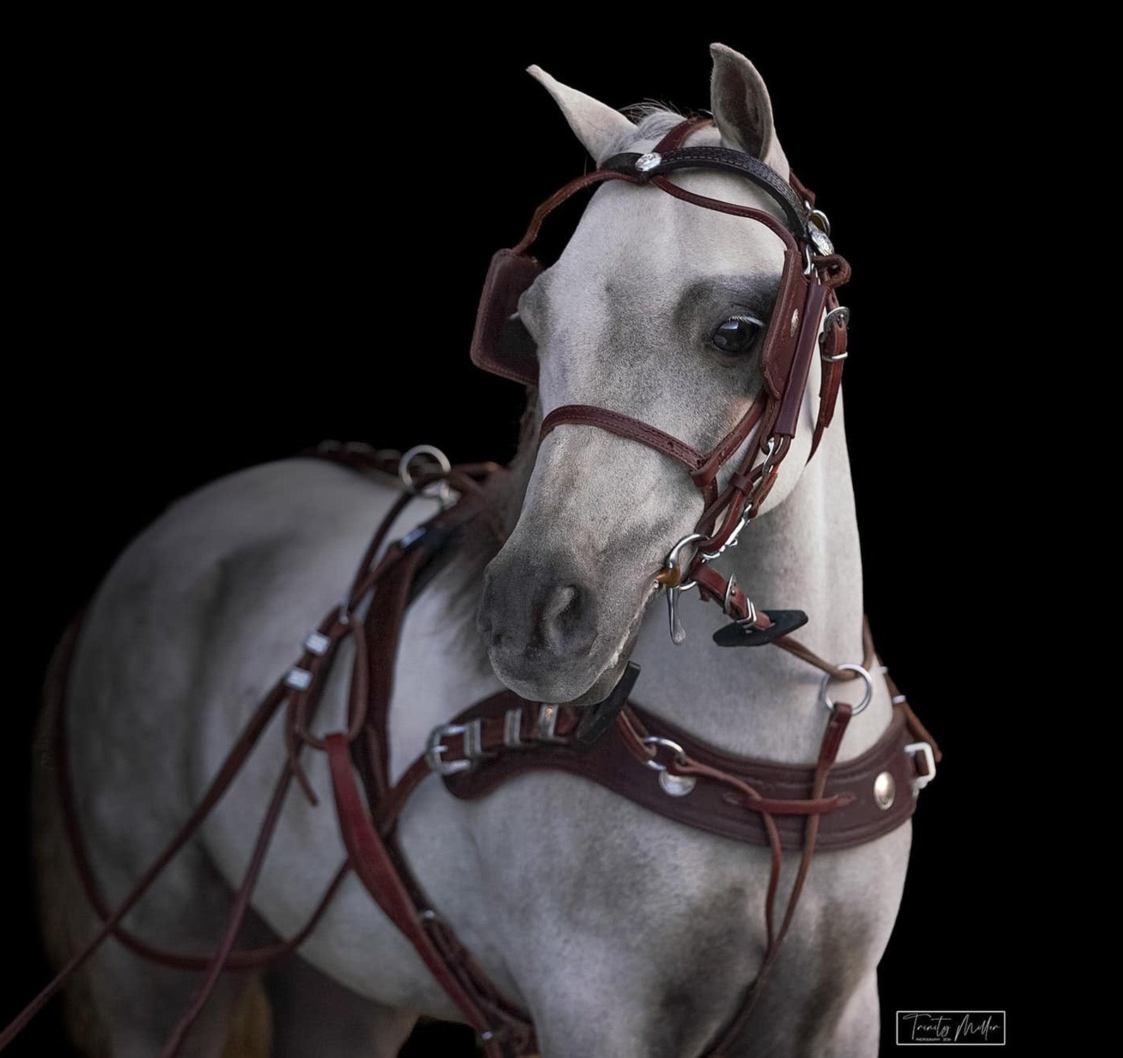 Mose Miller Western Leather Show Harness – Mountain Tack