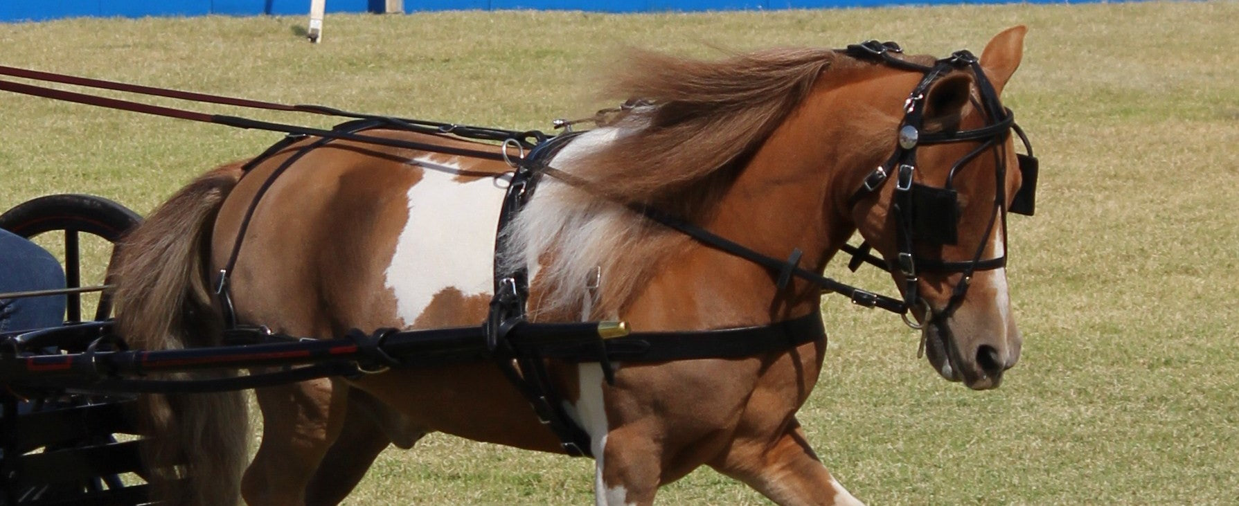 Leather Flat Driving Lines for Minis & Ponies by Mose Miller – Mountain ...