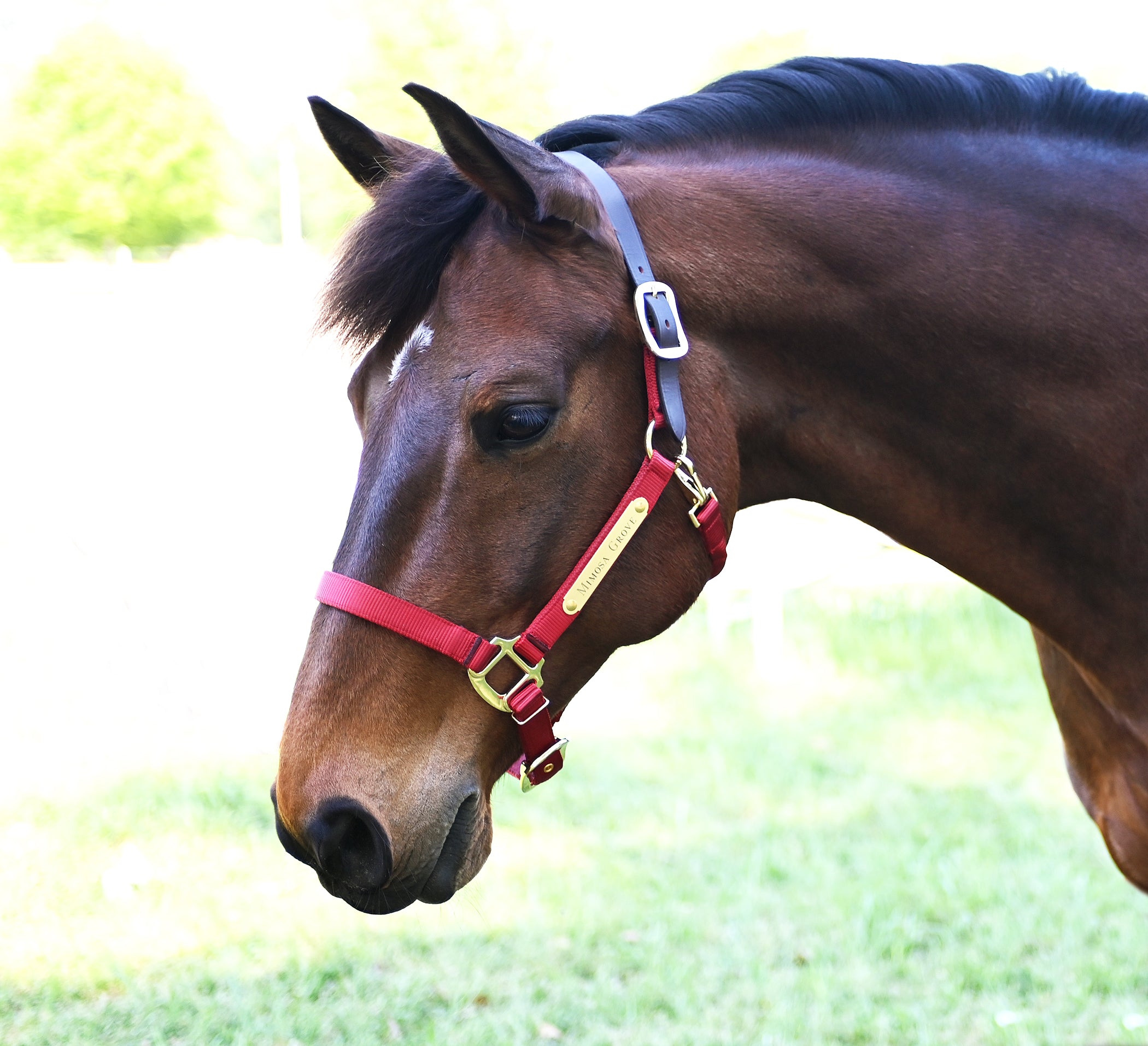 Premium Nylon Breakaway Horse Halter with Personalized Brass Tag ...